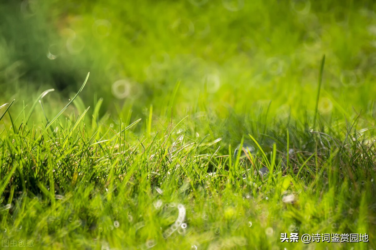 Mei Yaochen's 1 poem, there is grass everywhere without writing grass ...