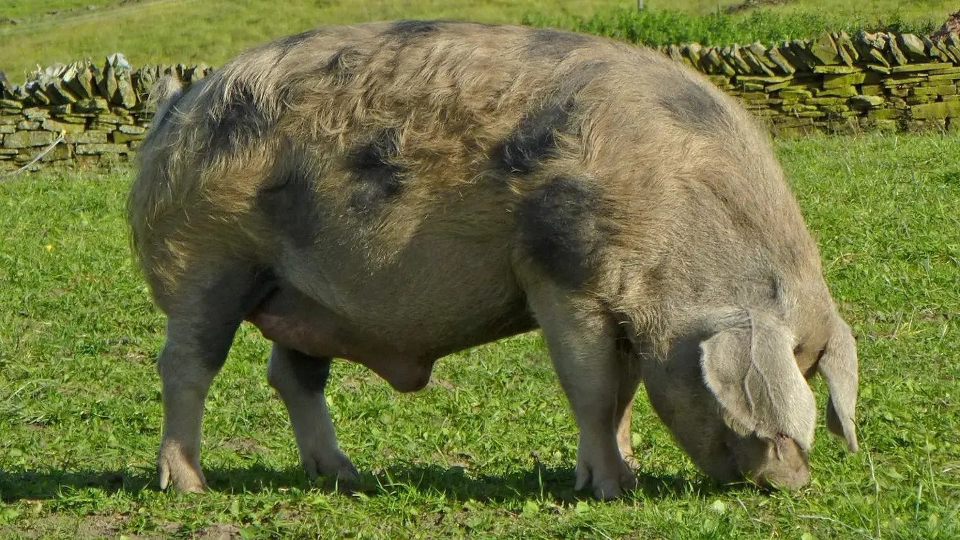 Bionic penis: Scientists give boar 'male power' back - iNEWS