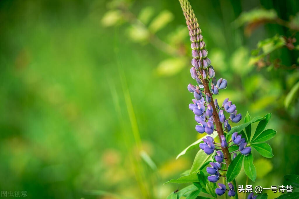 The Tang Dynasty poet Sikongshu wrote the vicissitudes of history in ...