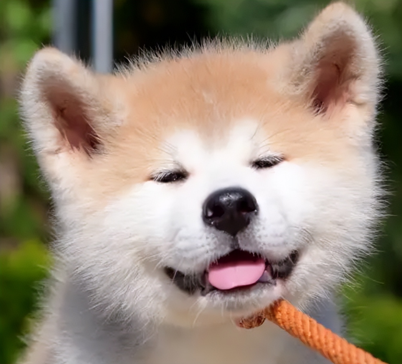 Japan's National Treasure Dog Breed - Akita Inu! - iMedia