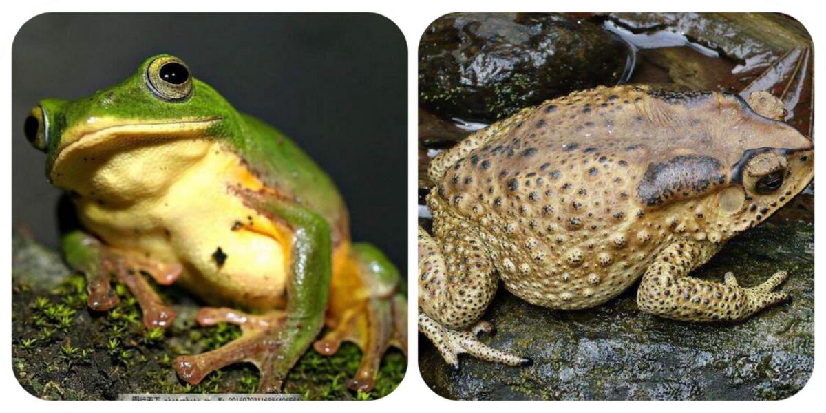 Catching a toad is suspected of committing a crime? Why do toads ...