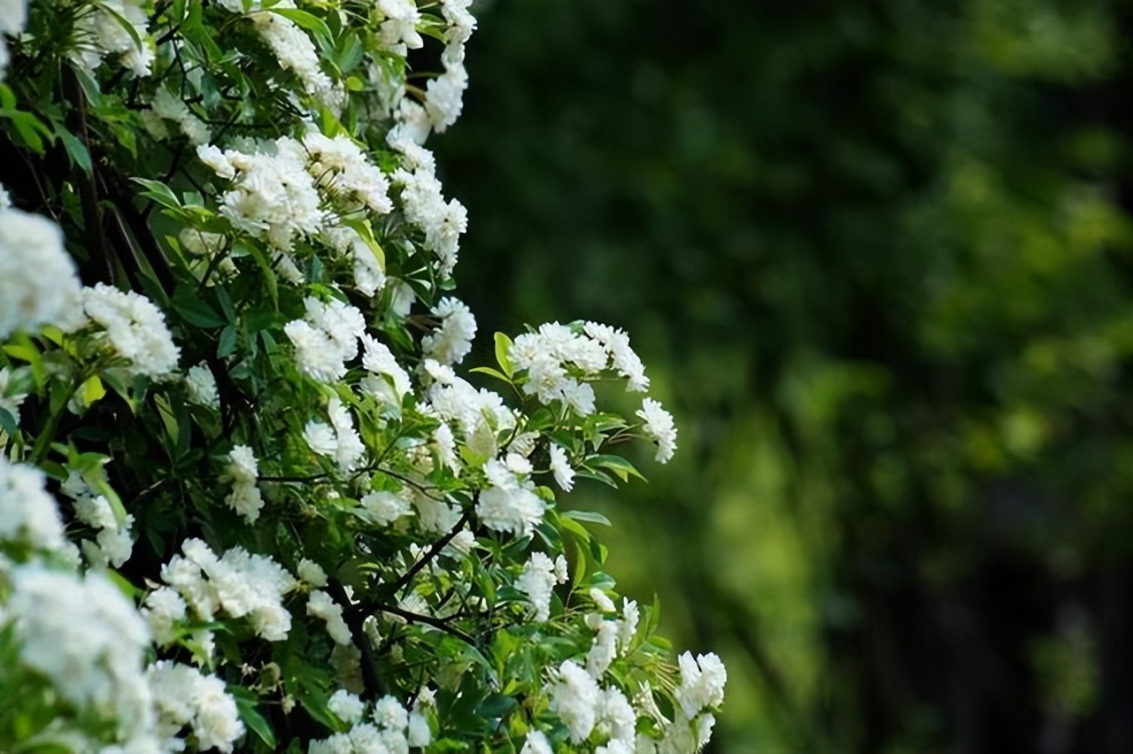 Garden flowers, woody flowers are the first choice, with large ...