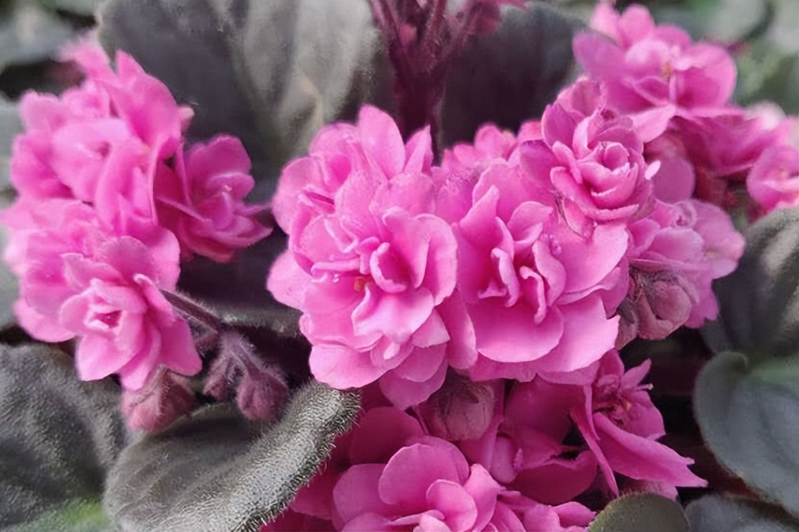 People who know how to live will grow 3 kinds of flowers, absorb ...