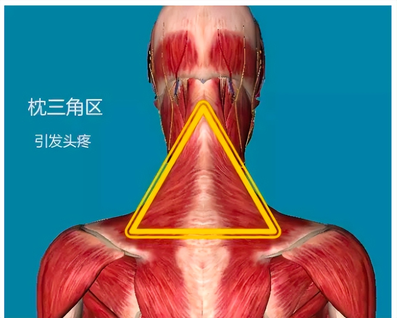 There are eight "dangerous triangles" in the human body, you should ...