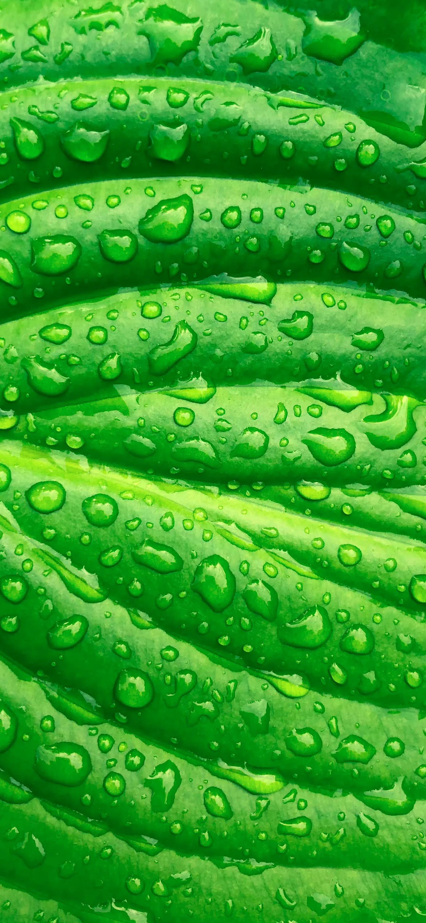 "Eye protection green" mobile wallpaper - iMedia