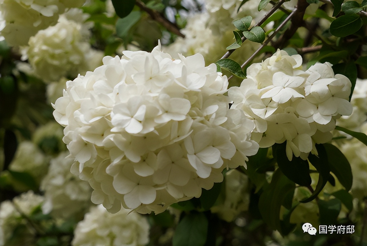 Hydrangea, the most beautiful late spring poem - iNEWS