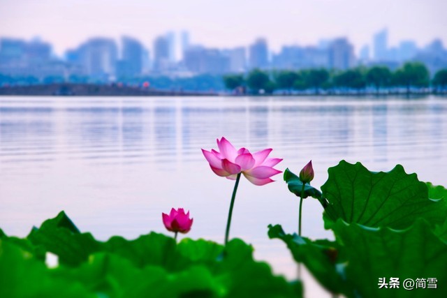 A poem written by Yang Wanli is fresh and lively, and the sentences are ...