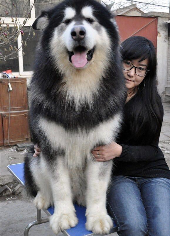 Inventory of all kinds of giant pets raised by humans, after reading it ...