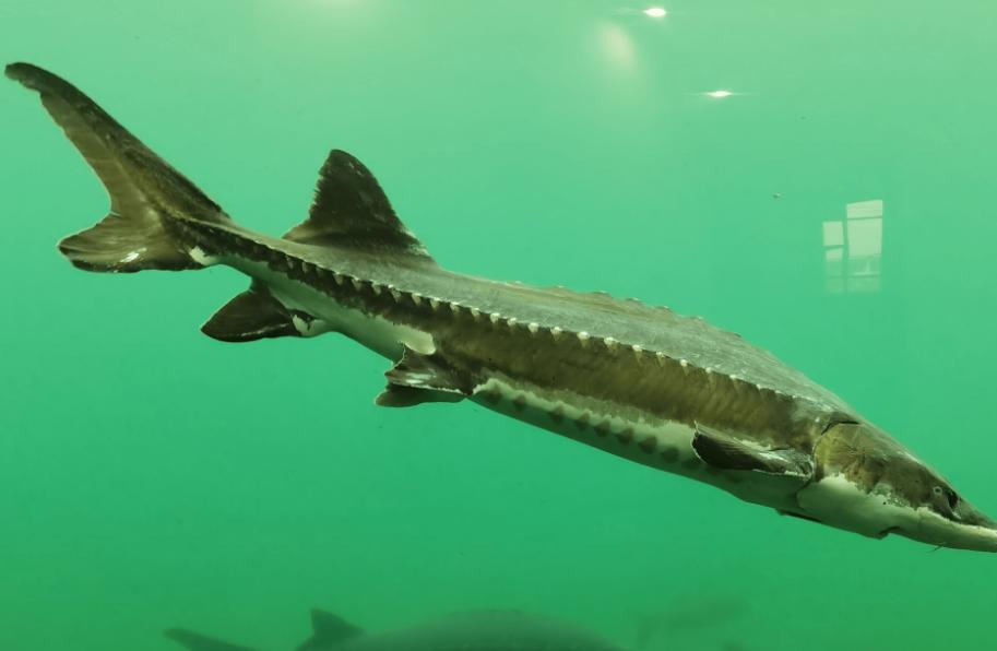 What is the significance of the ten-year fishing ban on the Yangtze ...