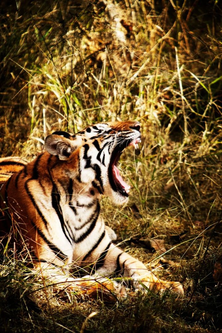 Woohoo~ World Tiger Love Day, come to these national parks to have a ...