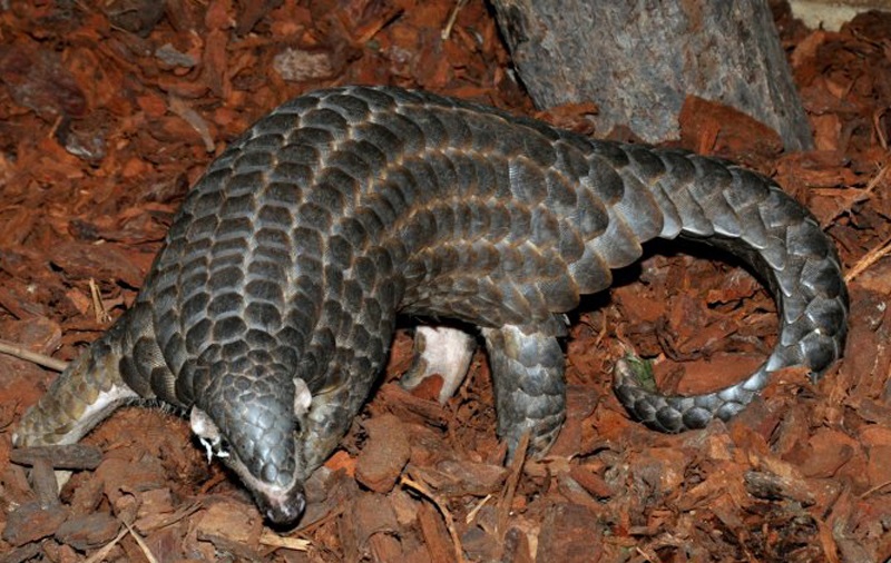 Taiwanese pangolins compete with giant pandas for "animal diplomacy ...