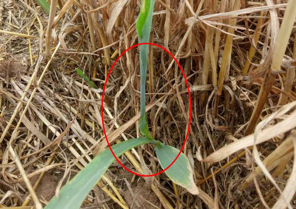 Corn thrips is rampant this year, farmers must pay attention to it ...