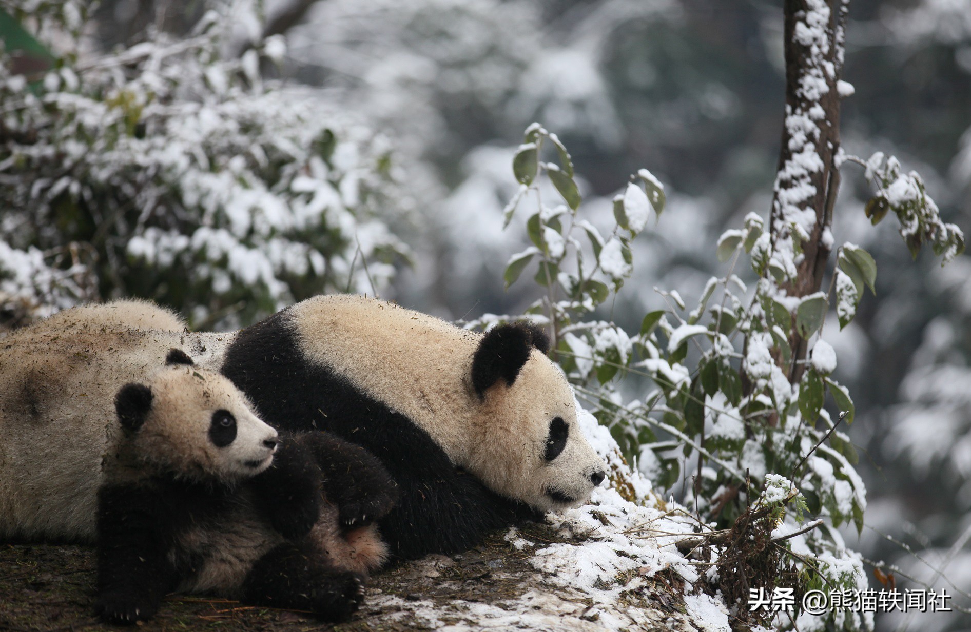 Introduction to Giant Panda Yingxue Xiongsheng: A panda who can eat ...