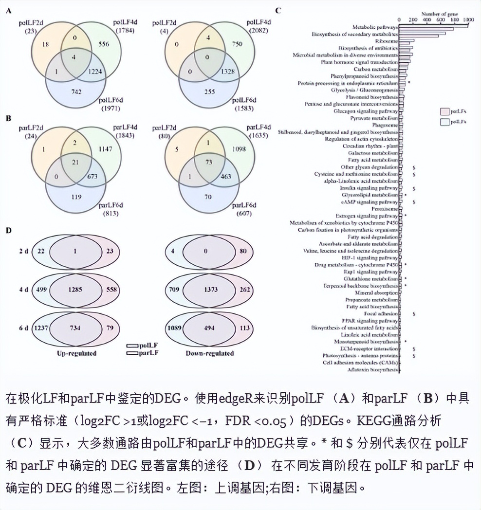 Litchi Fruit During Early Development Integrated Transcriptomic And