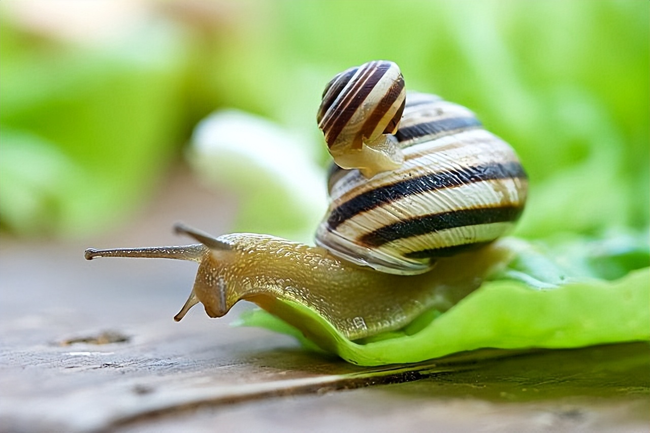 Why do snails have the most teeth? - iMedia