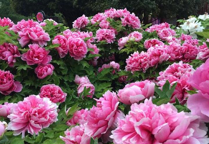 "A Brief History of Peonies" 1600 years ago, peonies became a popular ...