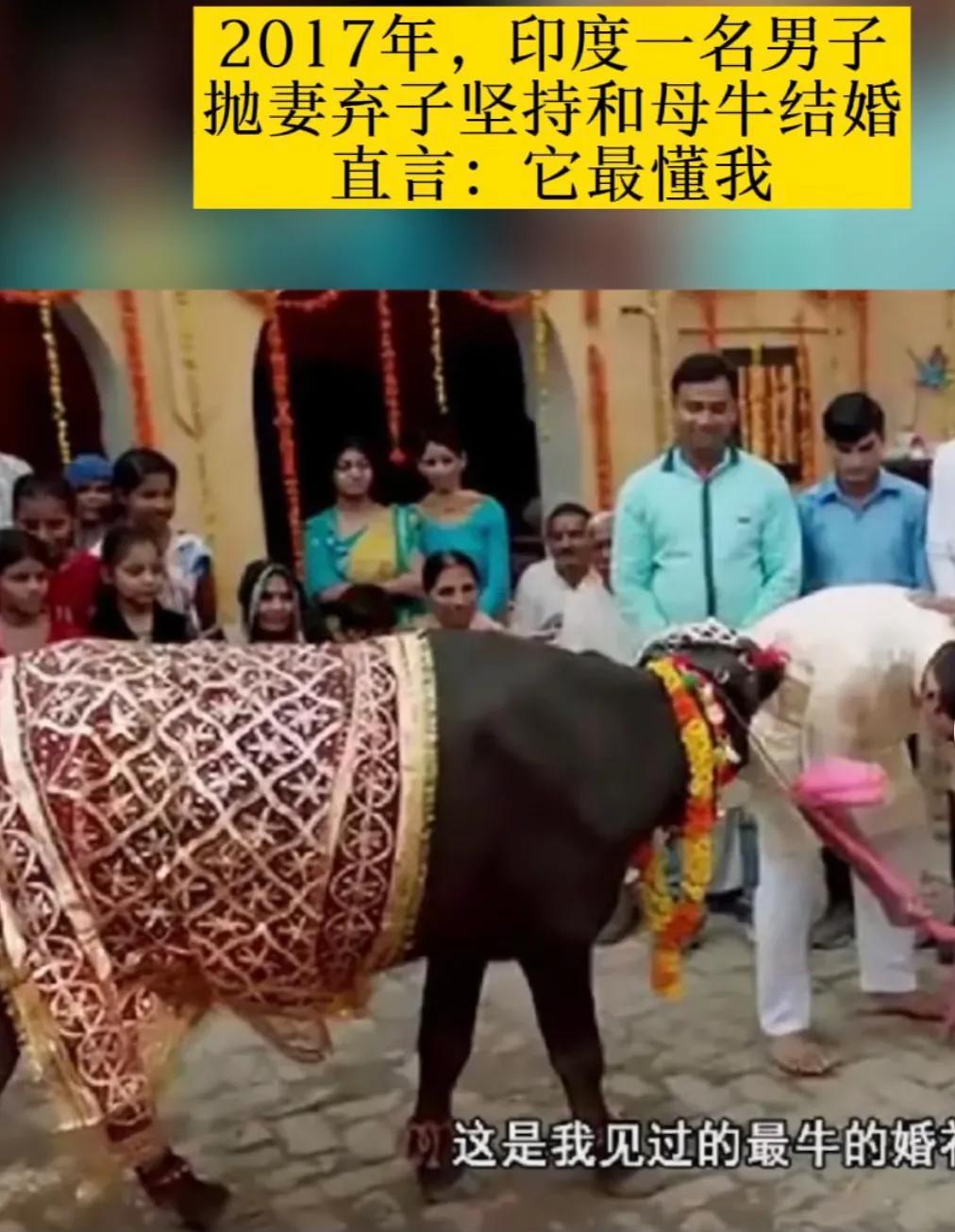 India is really a magical country, a man can marry a cow, even a rice ...