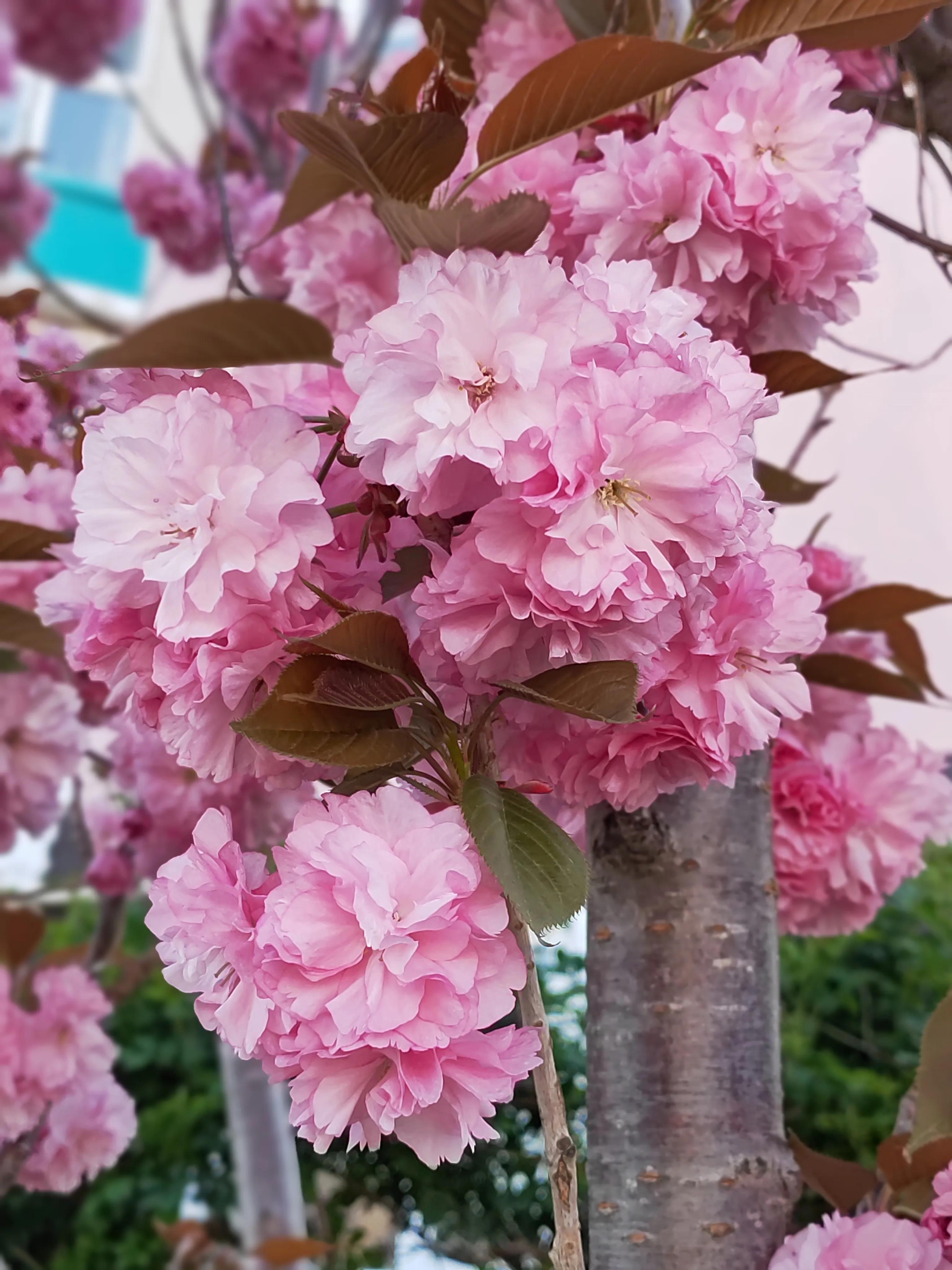 It's time for cherry blossom viewing in Dalian - iNEWS
