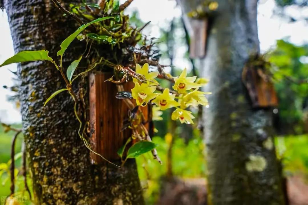 Talking about Traditional Chinese Medicine: Dendrobium - iNEWS