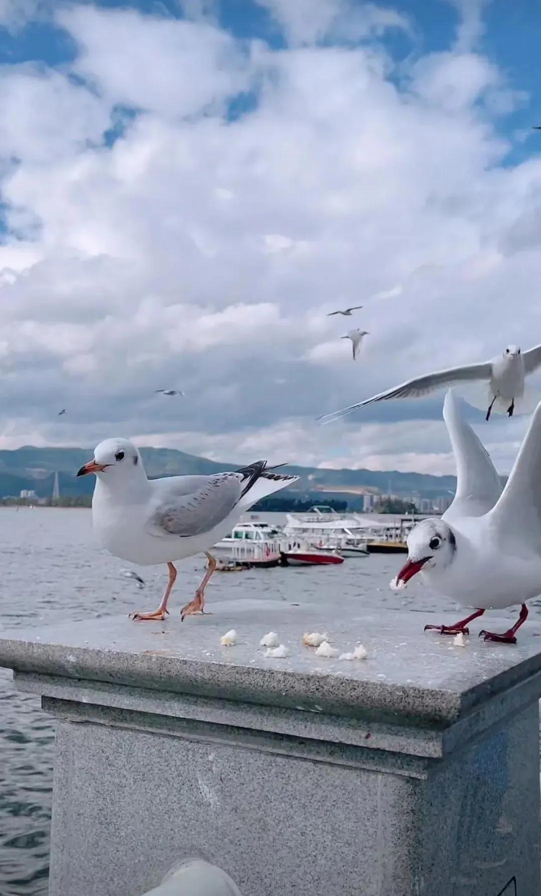 Seagulls at Haigeng Dam in Dianchi Lake, Yunnan - iNEWS
