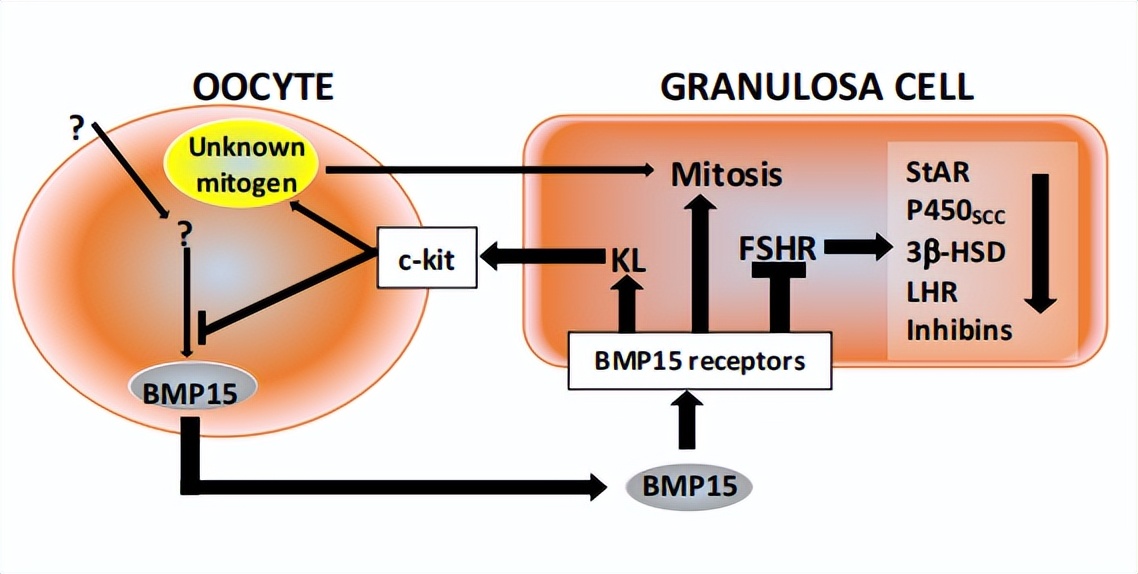 Cooperative mechanism of BMP15 and GDF9 in oocytes during follicle ...