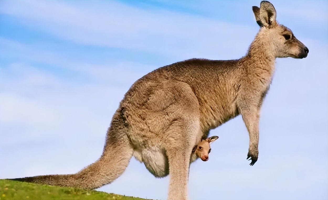 Newborn kangaroo burrows into pouch without eyes - iNEWS