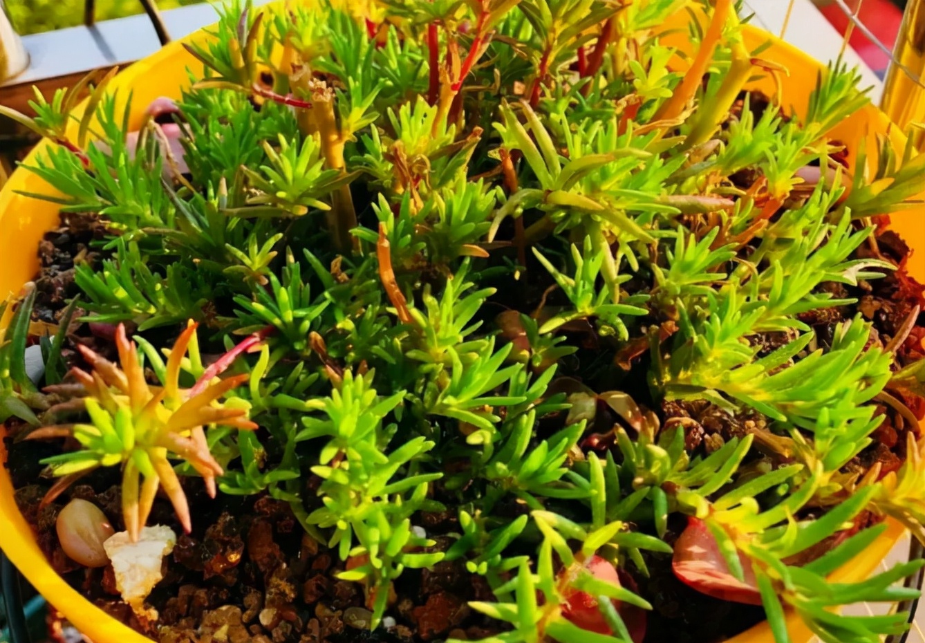 These 4 kinds of "lazy flower" prefer to bask in the sun, entering the ...