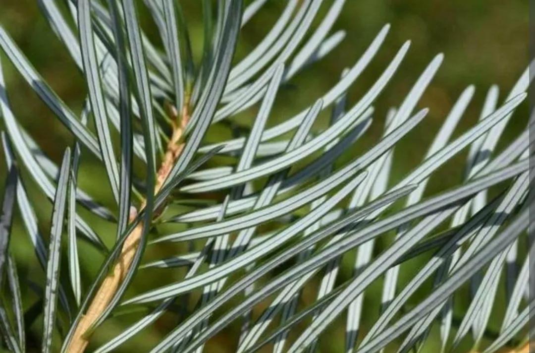 Why is Silver Fir known as the "Giant Panda" among plants - iNEWS