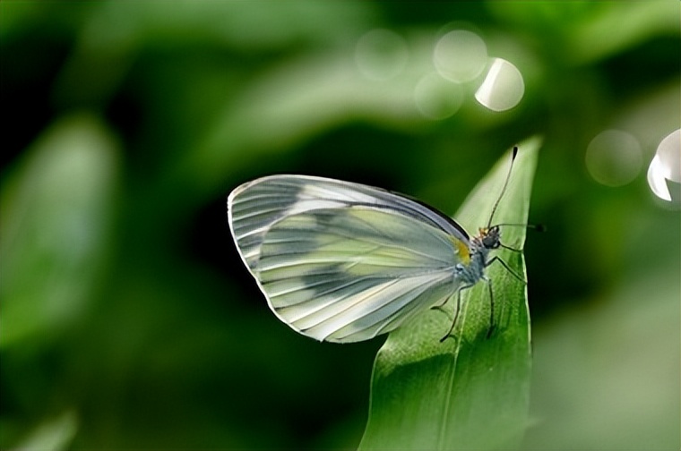 The most common white butterfly in summer, whose larvae are notorious ...