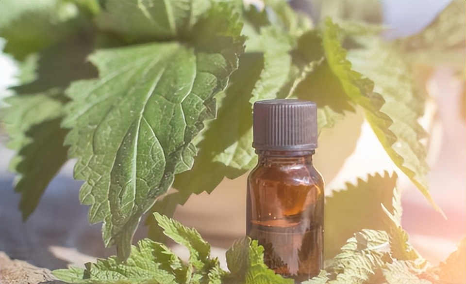 Genoprotective and antioxidant effects of methanolic leaf extract of ...