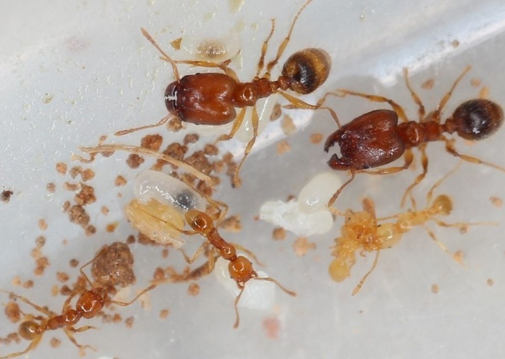 Where did the little yellow ant come from? - iNEWS