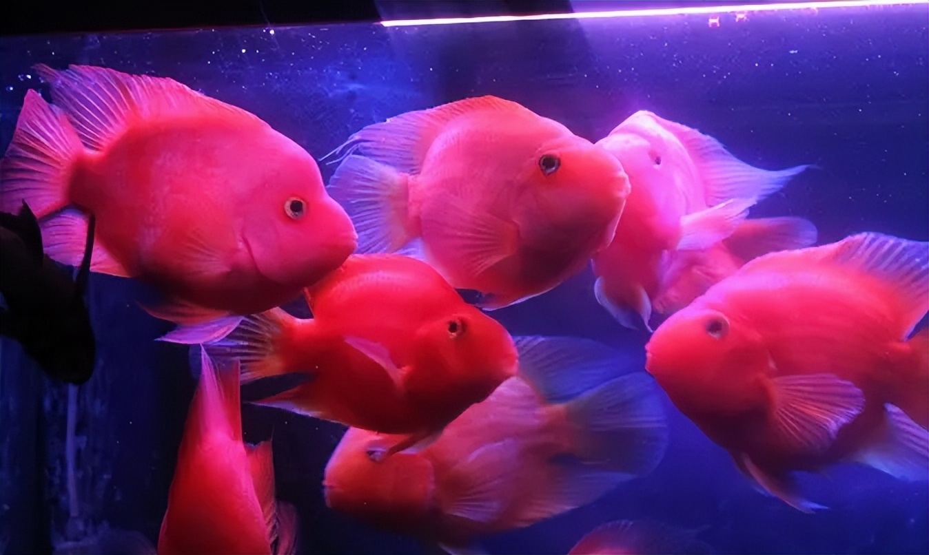 What do I need to prepare before starting fish farming?Knowing this ...