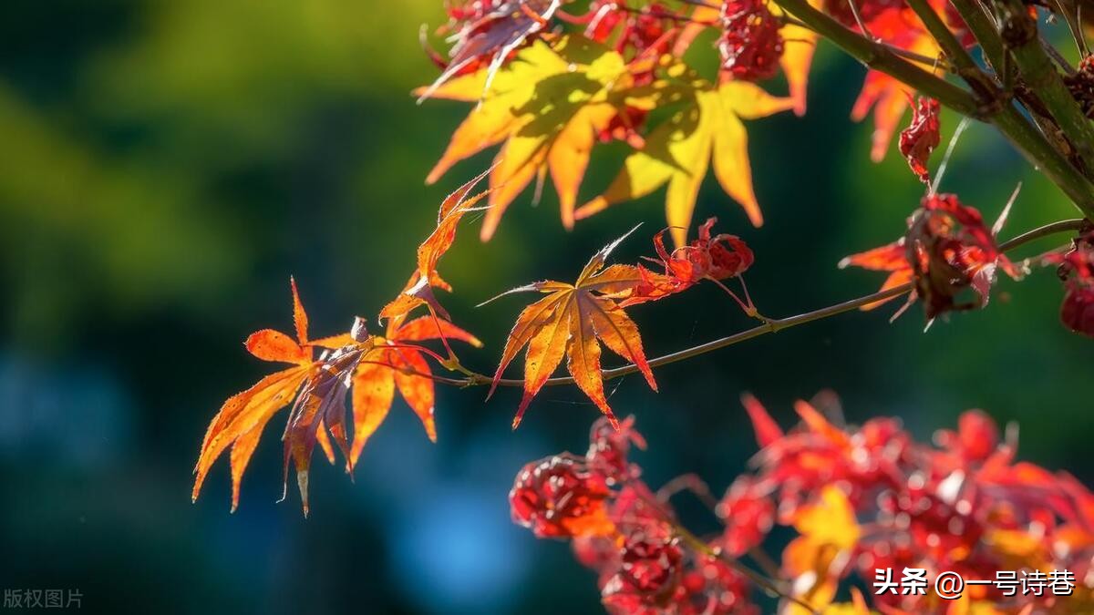 This is a good poem. In just 4 sentences, it writes a wonderful ...