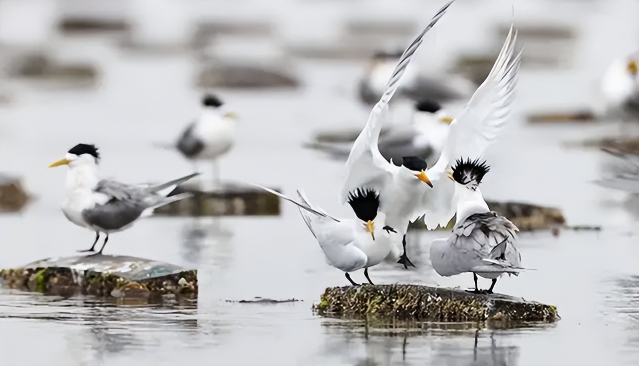 After the typhoon passed, the Chinese crested tern appeared in Jingtian ...