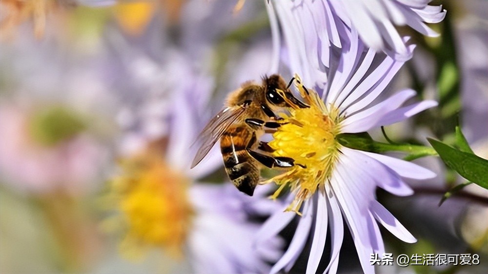 The Wonderful World of Bees: Exploring the Miraculous Life of Social ...