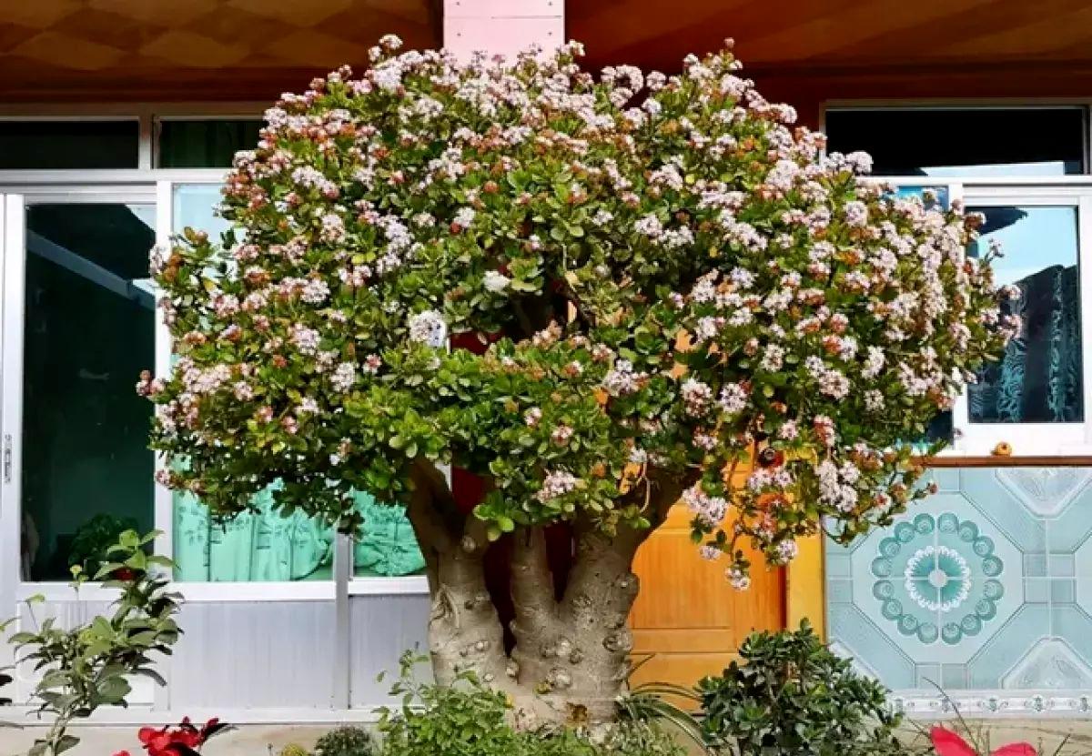 Rich or not, the family tree!6 kinds of auspicious trees, you can raise ...