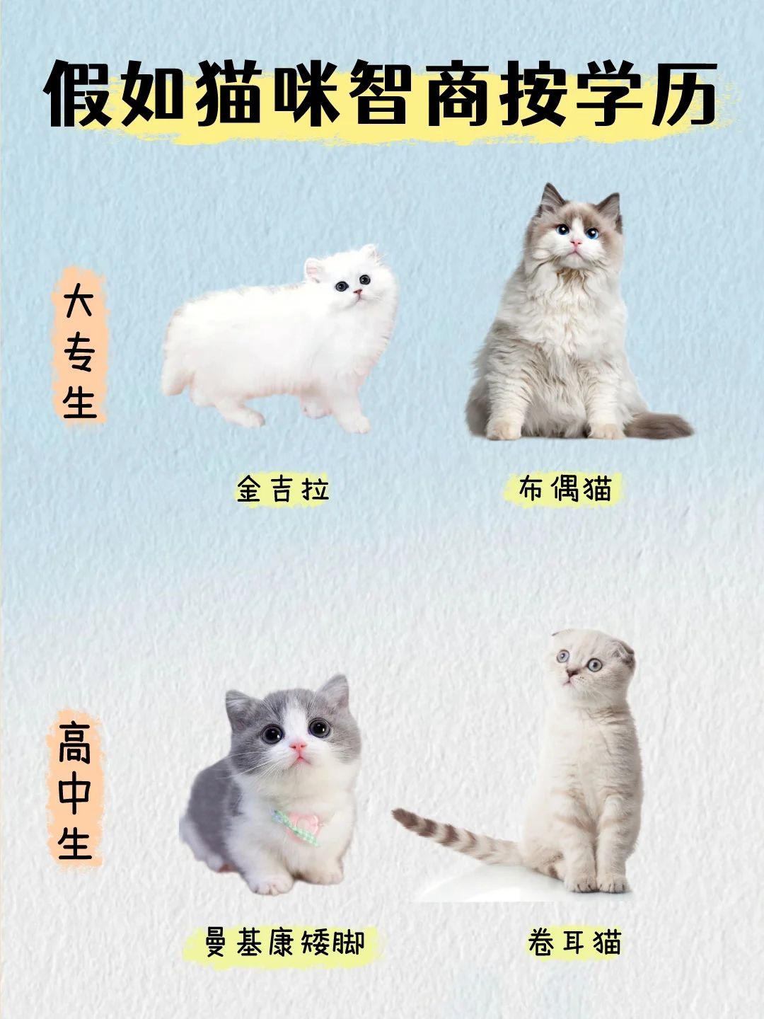 If the IQ of cats is based on education, what is your cat? - iNEWS