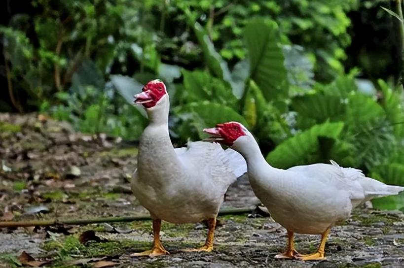 Western ducks with tumors on their faces are more delicious and more ...