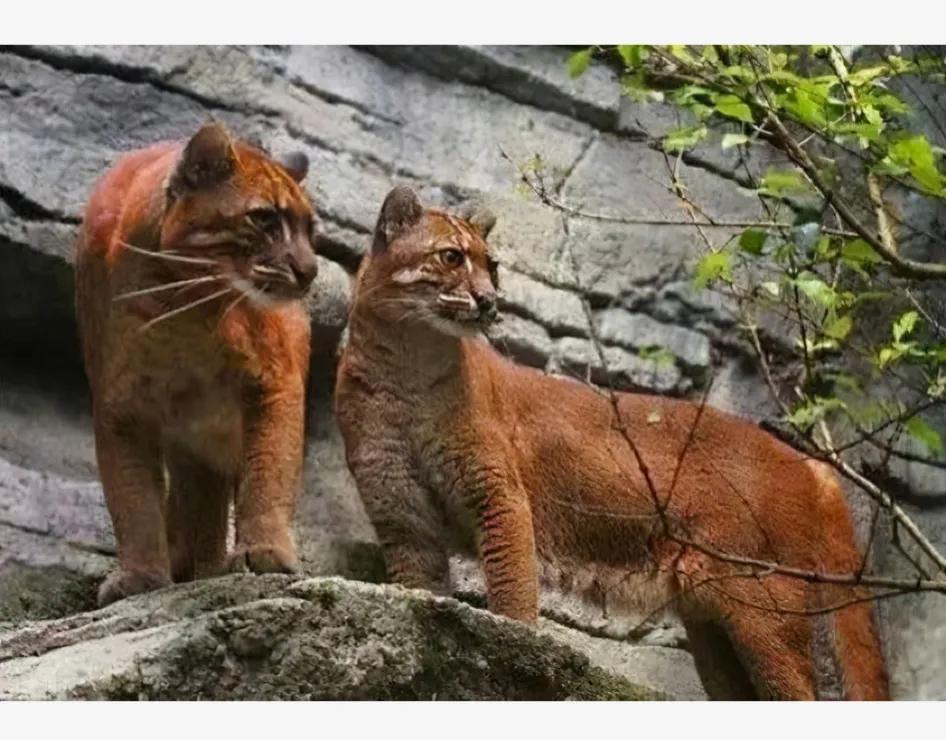 One Biao fights three tigers, what exactly is Biao, so powerful - iNEWS