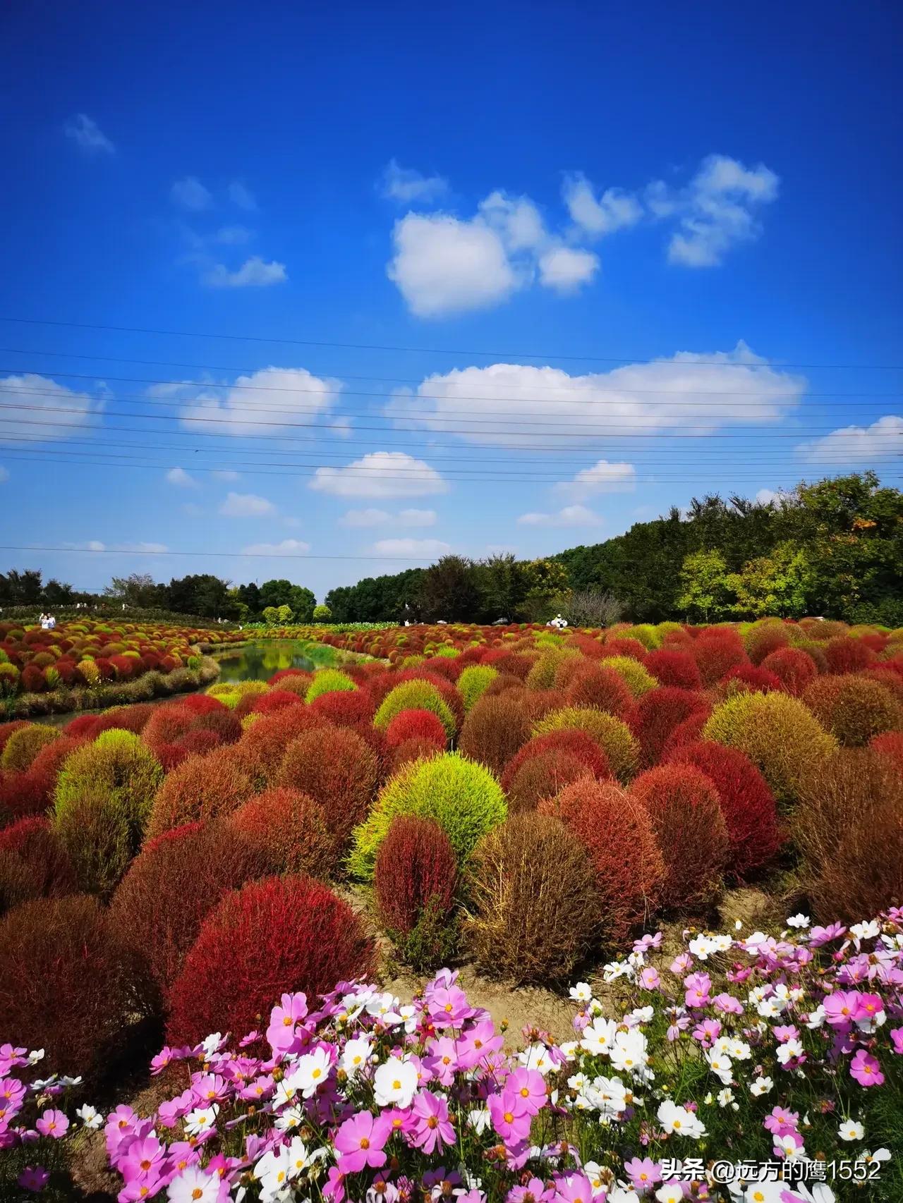 Colorful net red grass skin - iNEWS