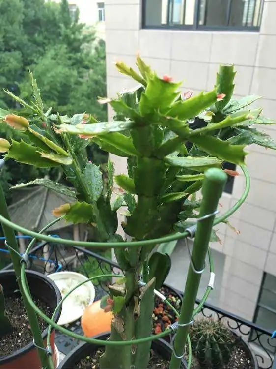 Judging "flowers" by their appearance: flowers and plants with these "5 ...