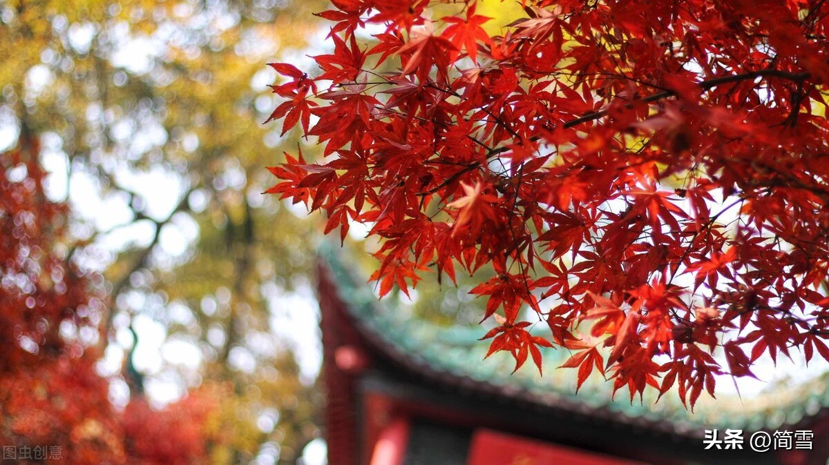 The autumn colors of the mountains, maples and forests are all in this ...