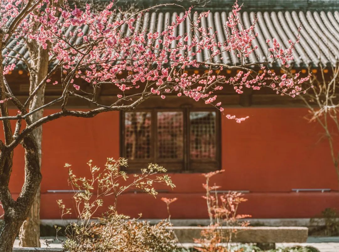 The Spring Plum Appreciation Map is out! Amazing audience! You can't ...