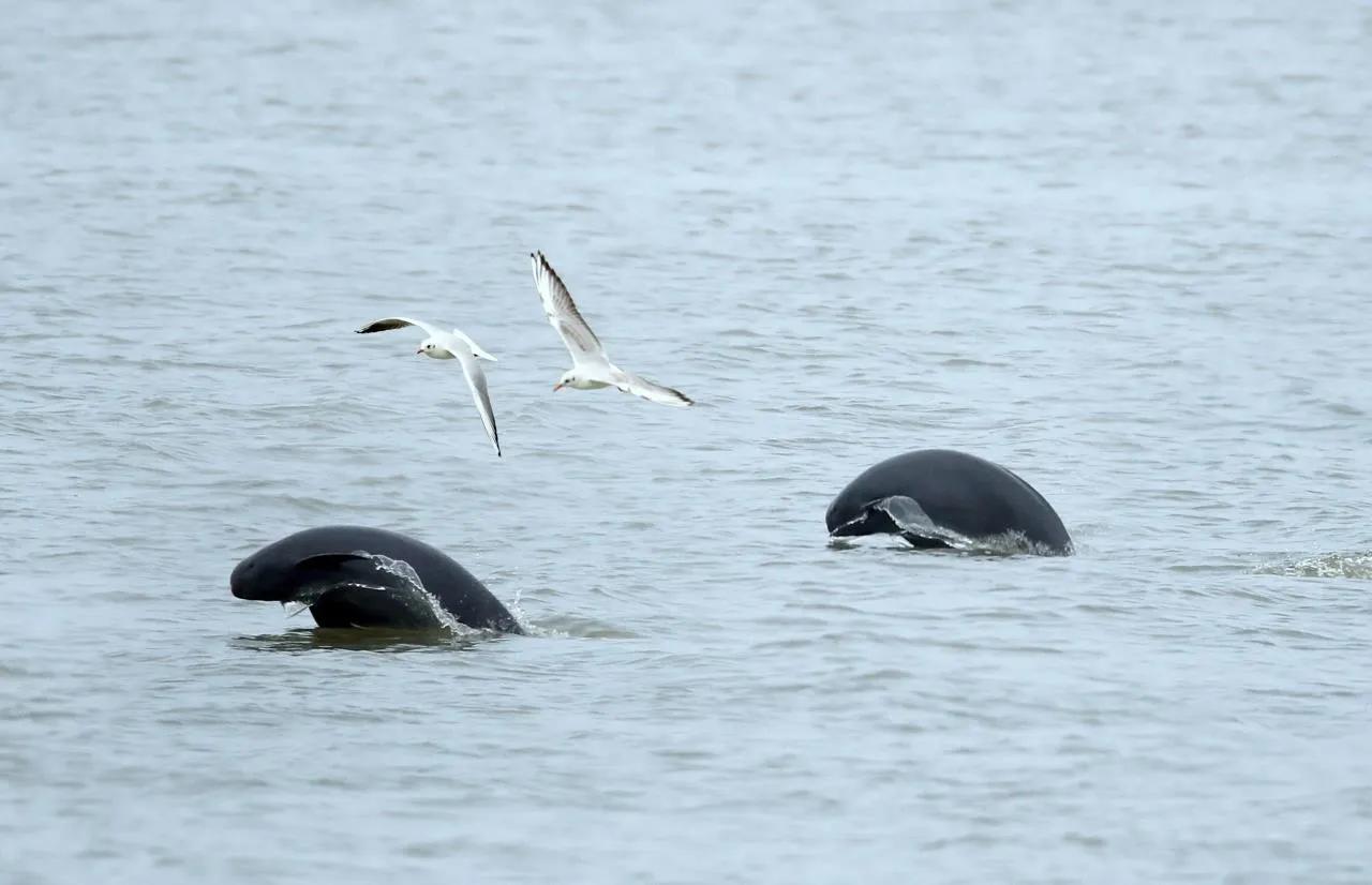 Call for an end to the selection of migratory Yangtze finless porpoise ...