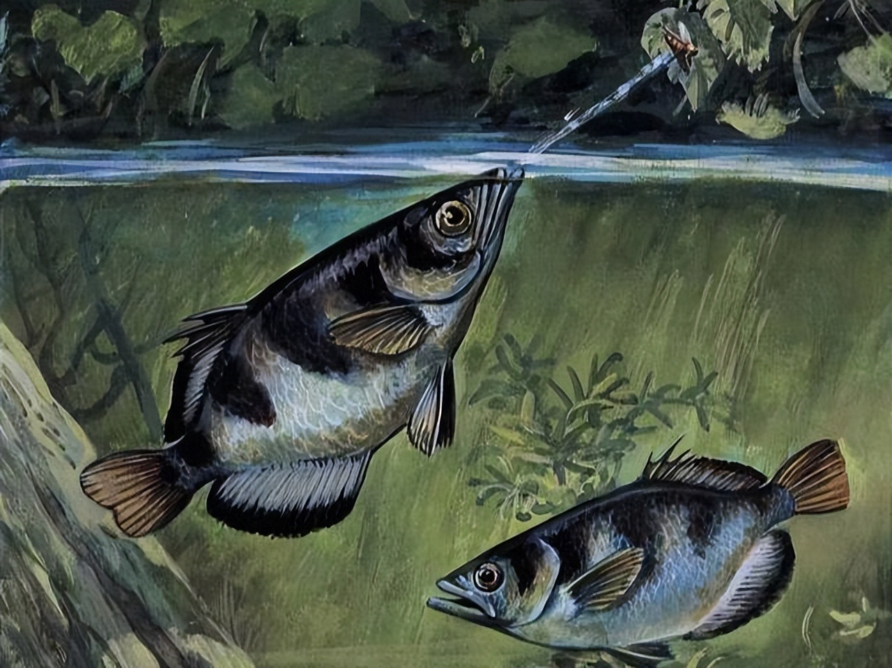 It is the sharpshooter among the fish, how the archerfish shoots the ...