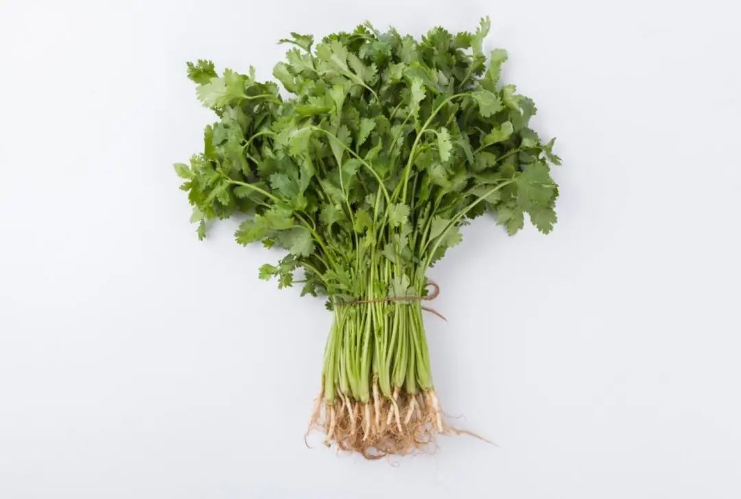 February 24 is 'World Hates Cilantro Day'? - iNEWS