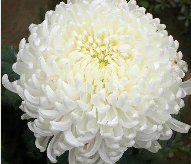 Su Xin Tenderness to Qing Qiu - iNEWS