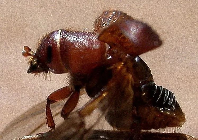 Early monitoring of beetle infestation at tree level using airborne ...