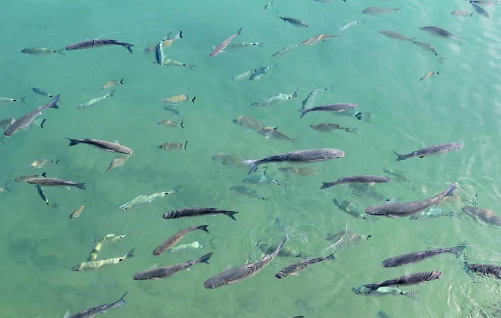 The Japanese mullet erupted and the river was densely packed. Is it a ...