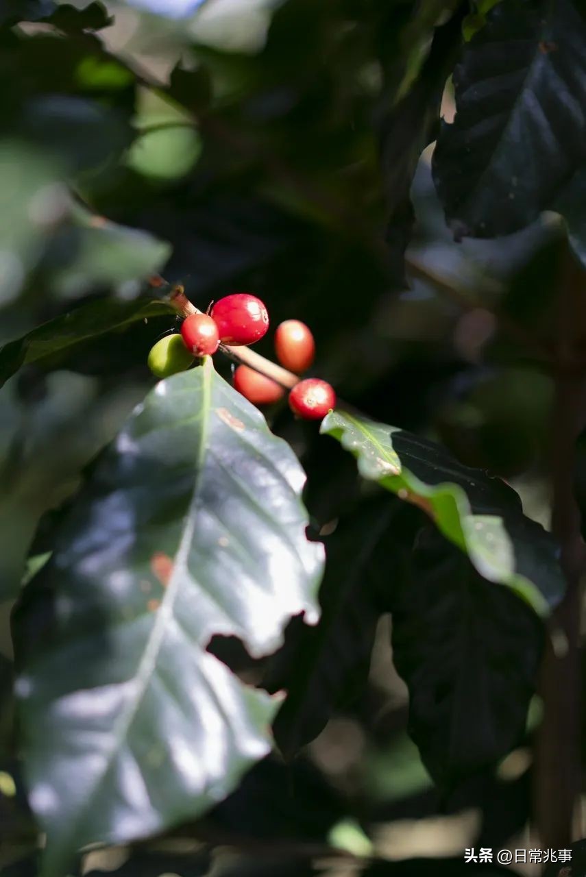 Yunnan coffee is long overdue - iNEWS